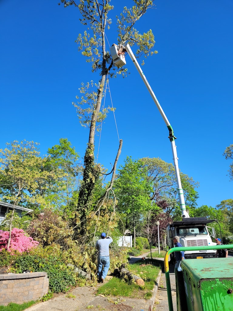 Tree Services | Arbor Care Tree Service | Arbor Care Tree Service