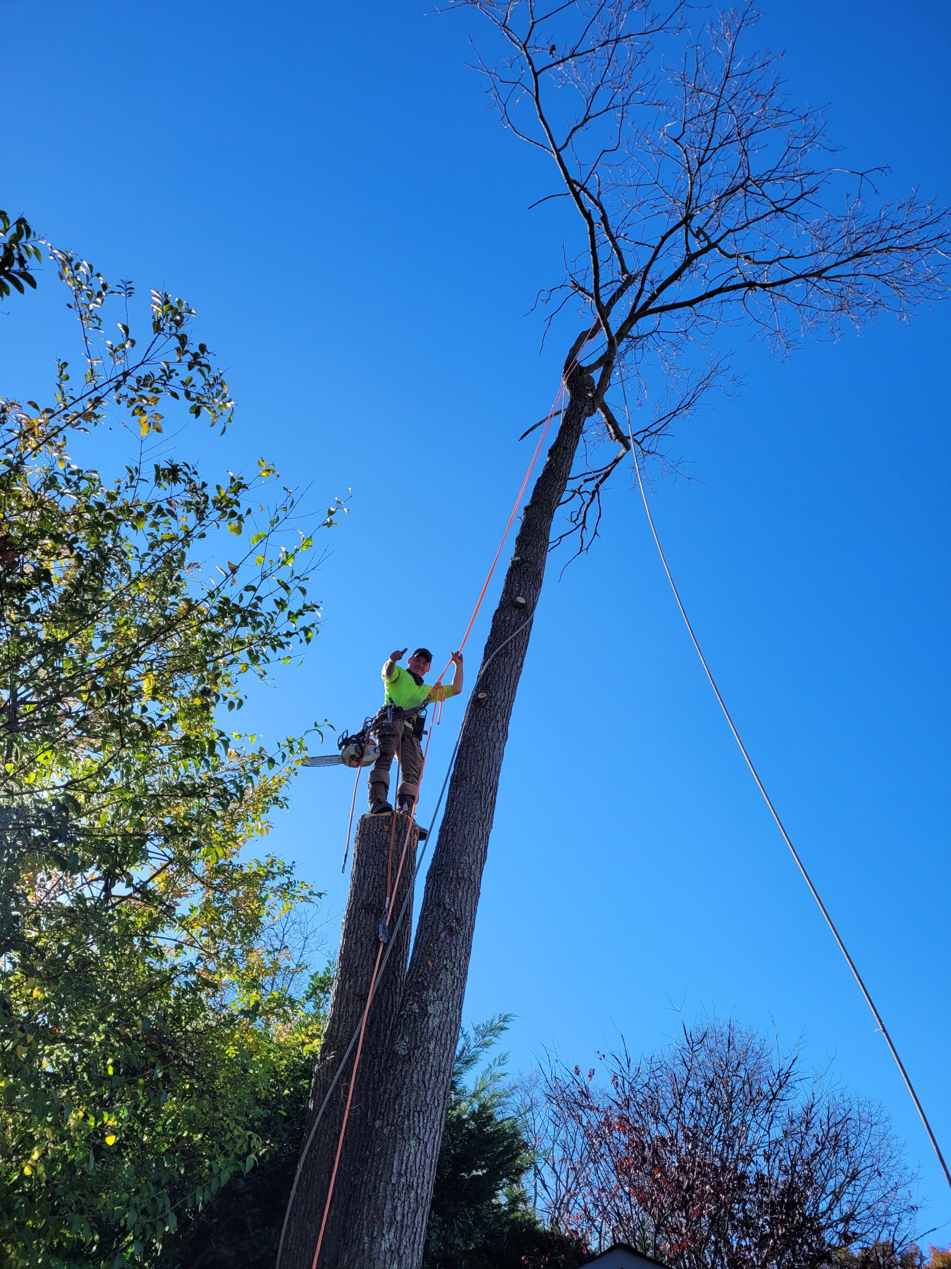 Tree Services | Arbor Care Tree Service | Arbor Care Tree Service