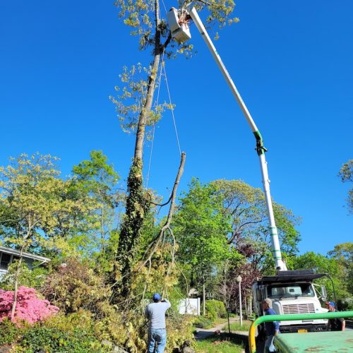 Tree Services | Arbor Care Tree Service | Arbor Care Tree Service