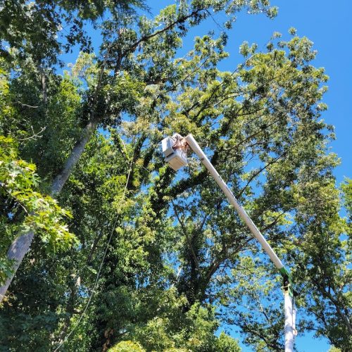 Tree Services | Arbor Care Tree Service | Arbor Care Tree Service